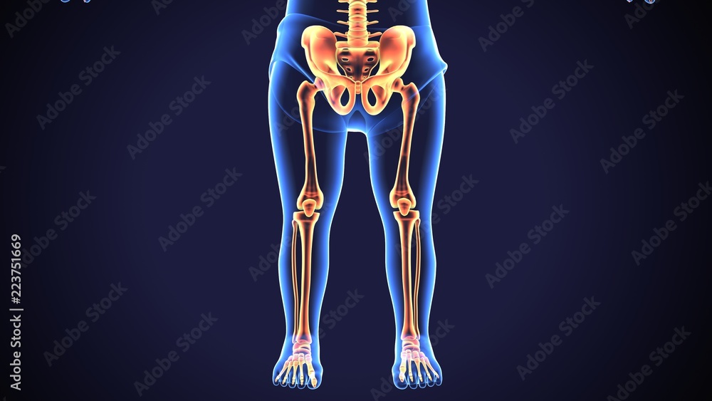 3d illustration of baby lower portion of a human skeleton anatomy Stock ...
