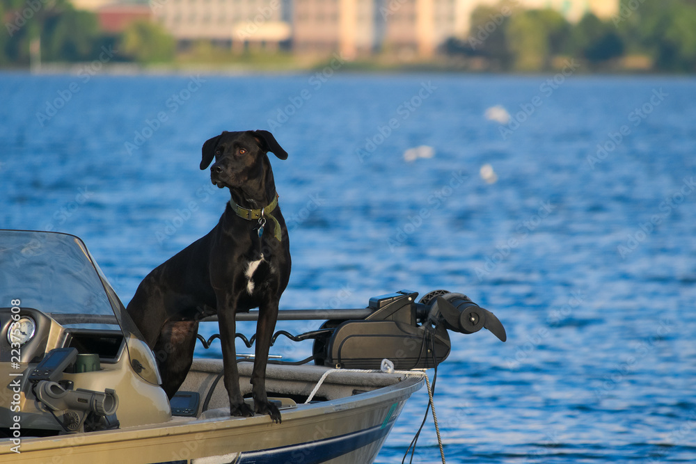 Fishing Boats And Dogs