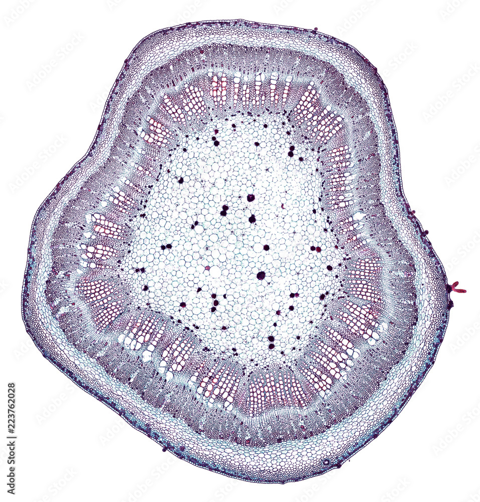 cotton stem - cross section cut under the microscope – microscopic view ...