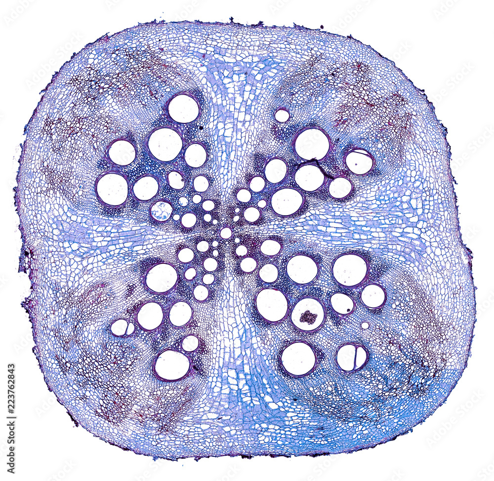 cucurbita pumpkin root - cross section cut under the microscope ...