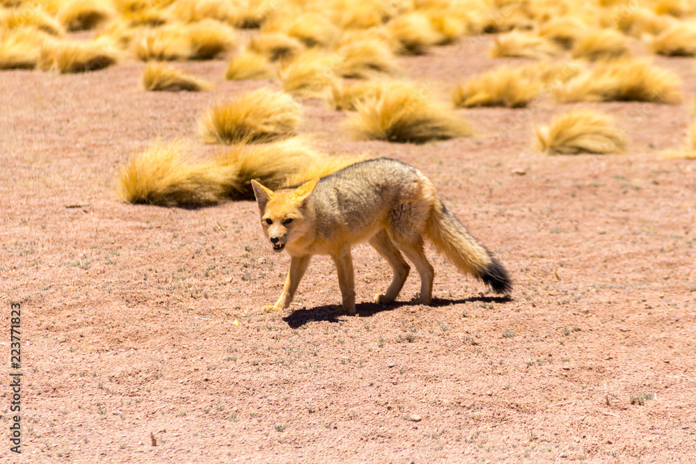 Animales en algún lugar del desierto de atacama en el norte de Chile ...