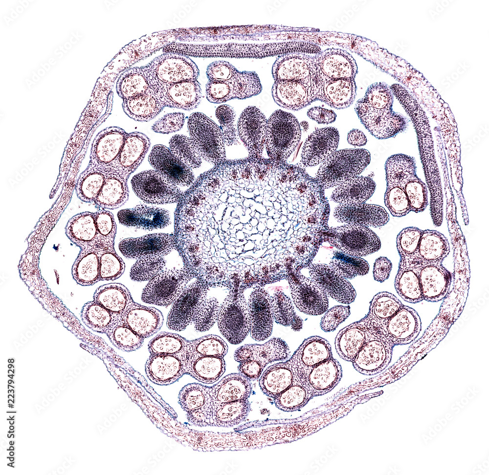 Monocot Stem Cross Section Under Microscope