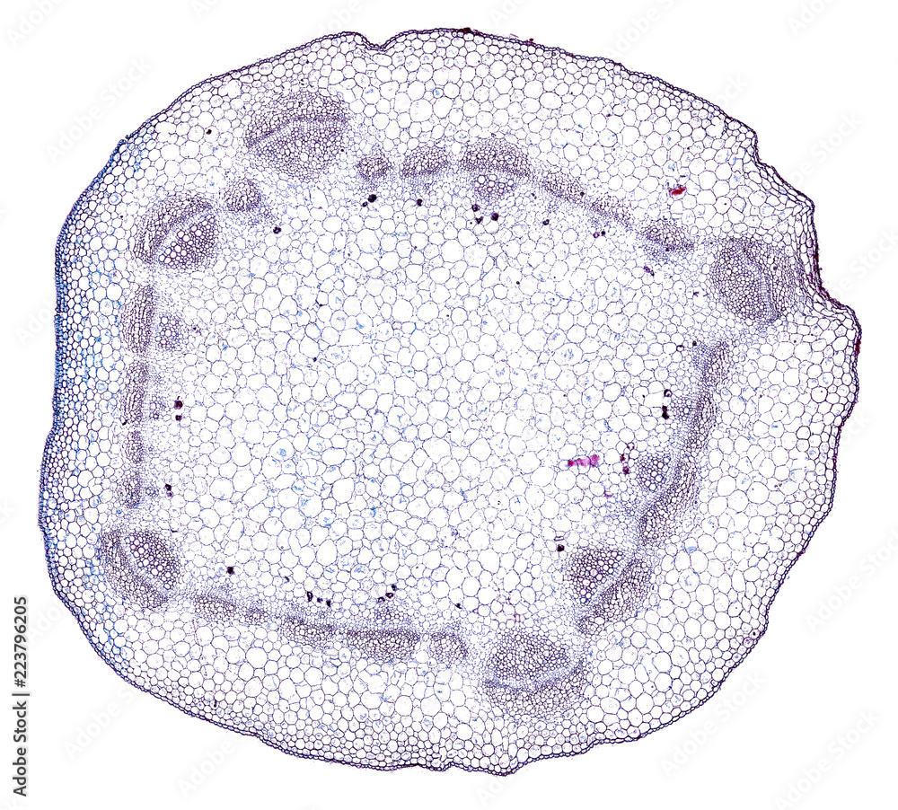 peanut stem - cross section cut under the microscope – microscopic view ...