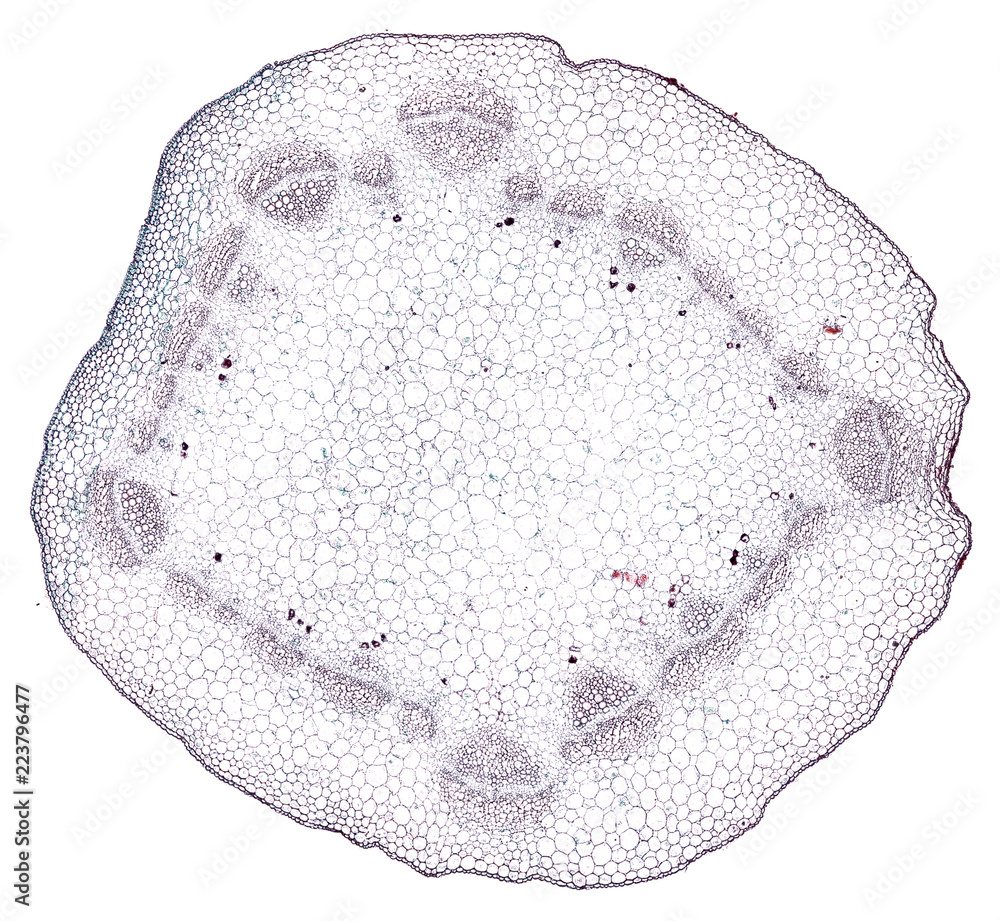 peanut stem - cross section cut under the microscope – microscopic view ...