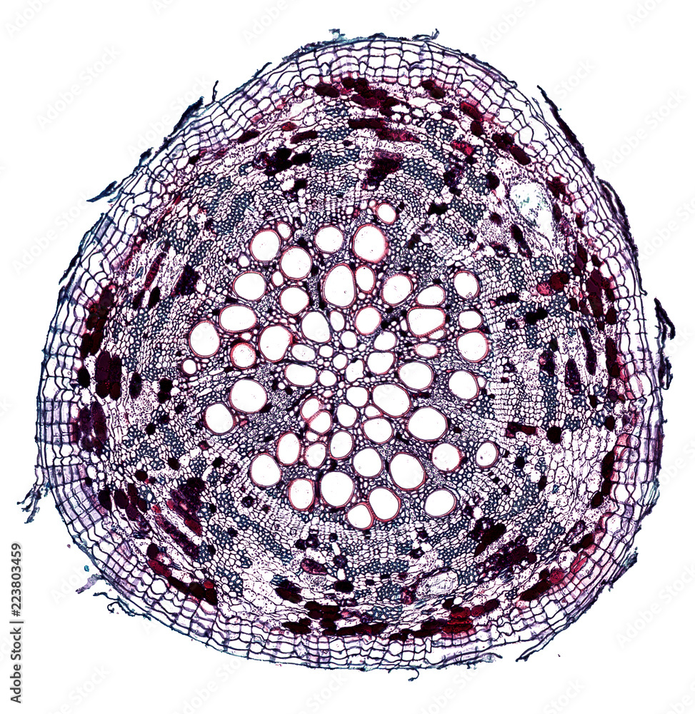 rootage cotton - cross section cut under the microscope – microscopic ...