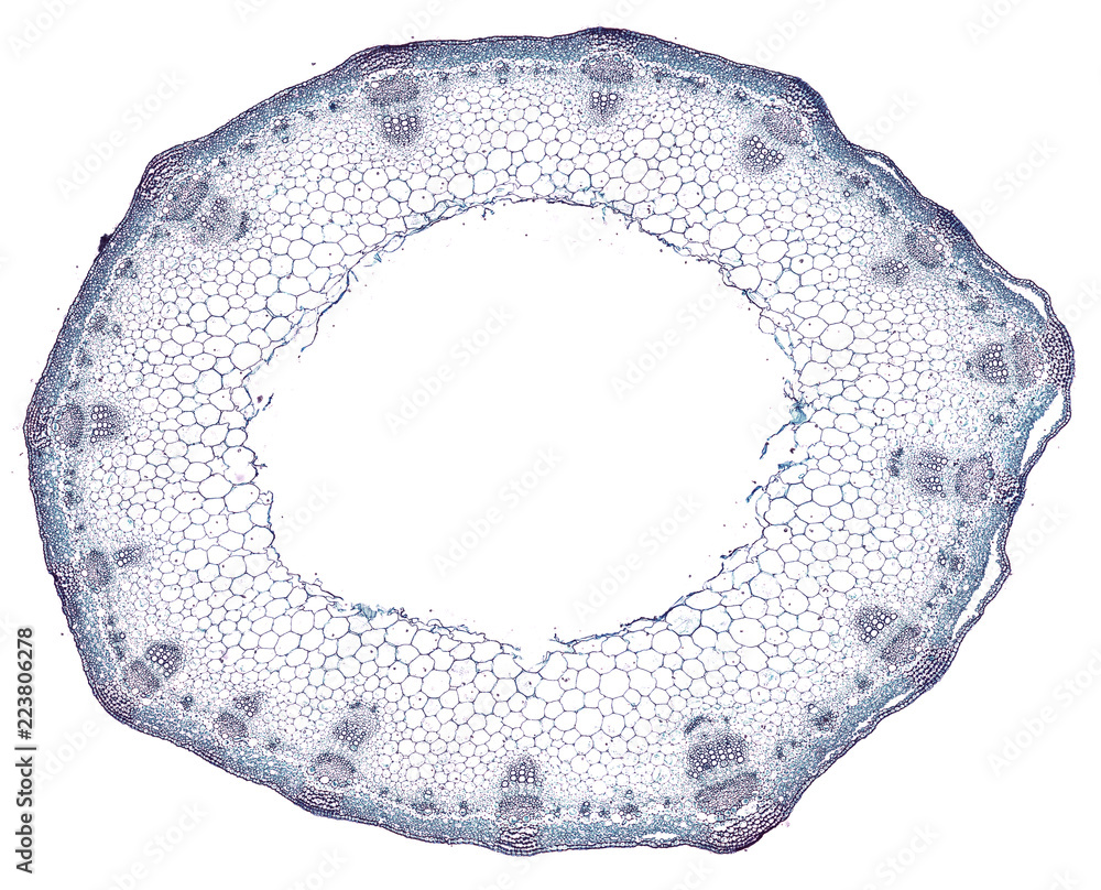 taraxacum mongolicum stem - cross section cut under the microscope ...