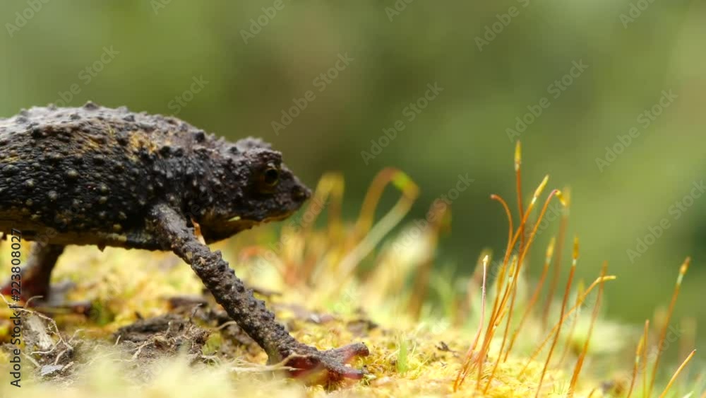 The Guacamayo Plump Toad (Osornophryne guacamayo). An endangered ...