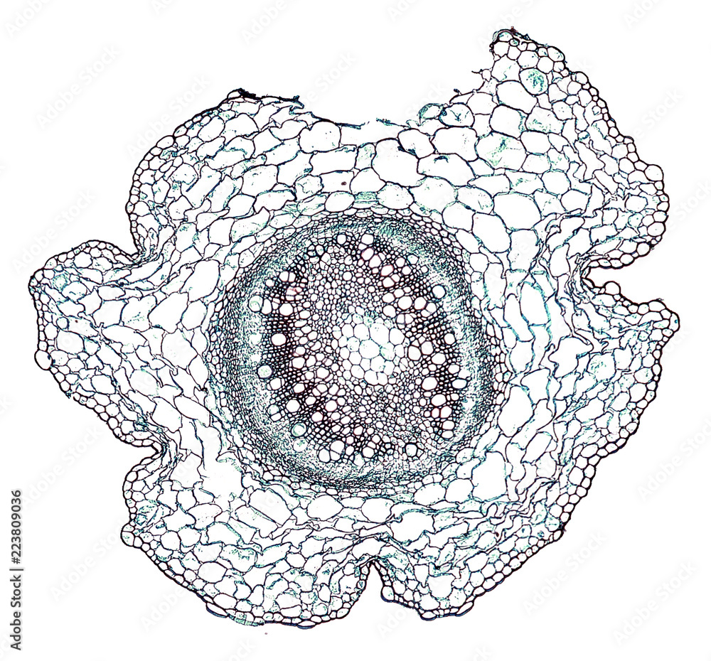 white radish root - cross section cut under the microscope ...