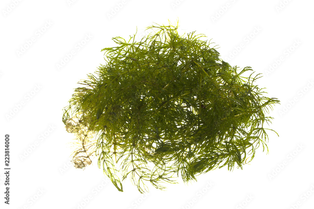 algae isolated on white background Stock Photo | Adobe Stock