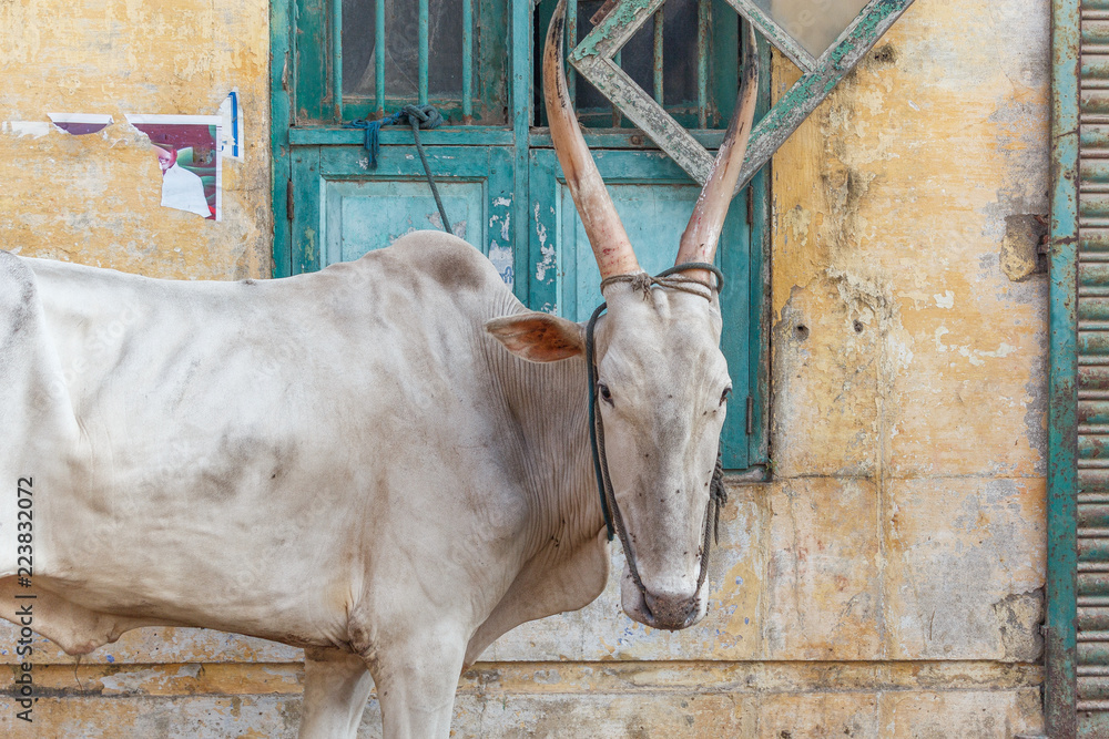 Foto Stock Kangayam bull is a popular and well known breed in tamilnadu ...