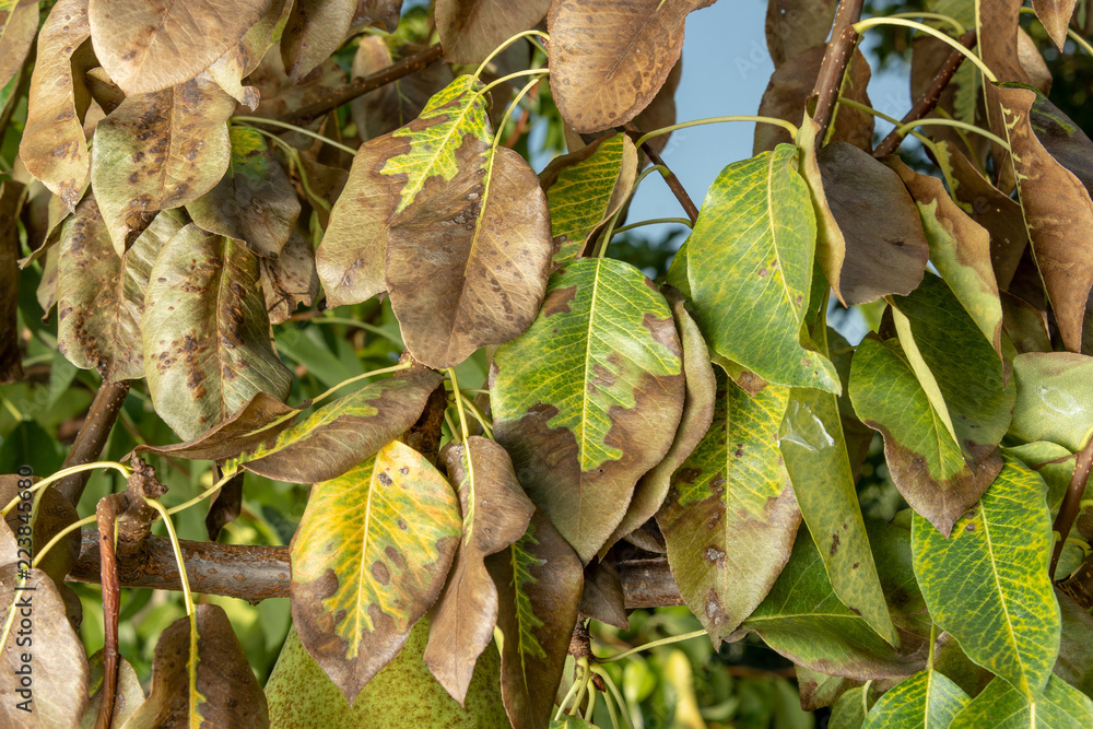 Disease of leaves and vines of pears close-up of damage to rot and ...