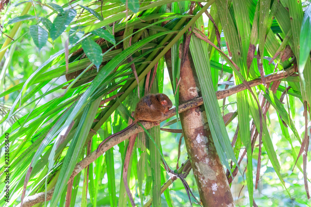 Philippine Tarsier In Bohol Stock Photo | Adobe Stock