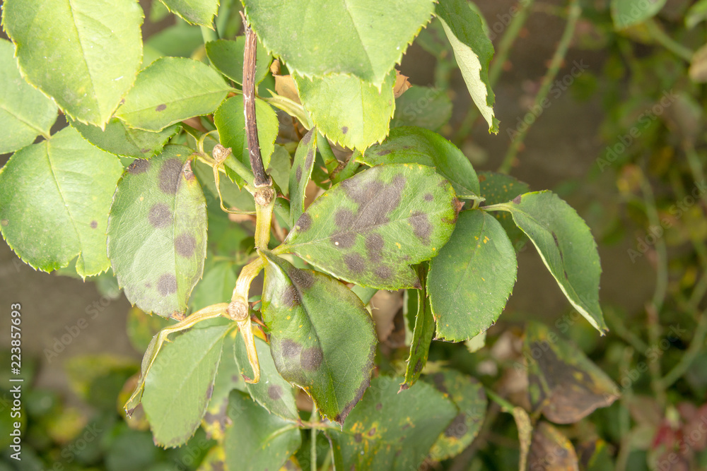 Disease of leaves and branches of roses close-up of damage to rot and ...