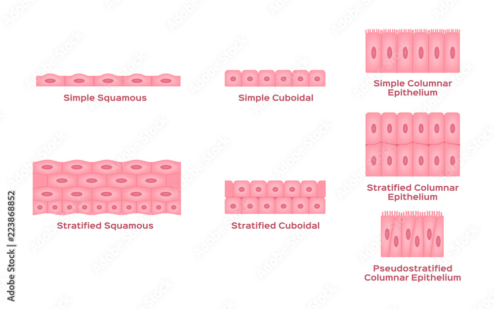 Epithelial tissue vector / cell Stock Vector | Adobe Stock