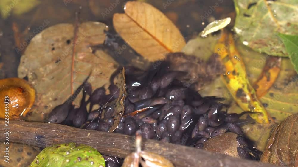 Tadpoles of the Map Treefrog (Boana geographica) at the edge of a lake ...