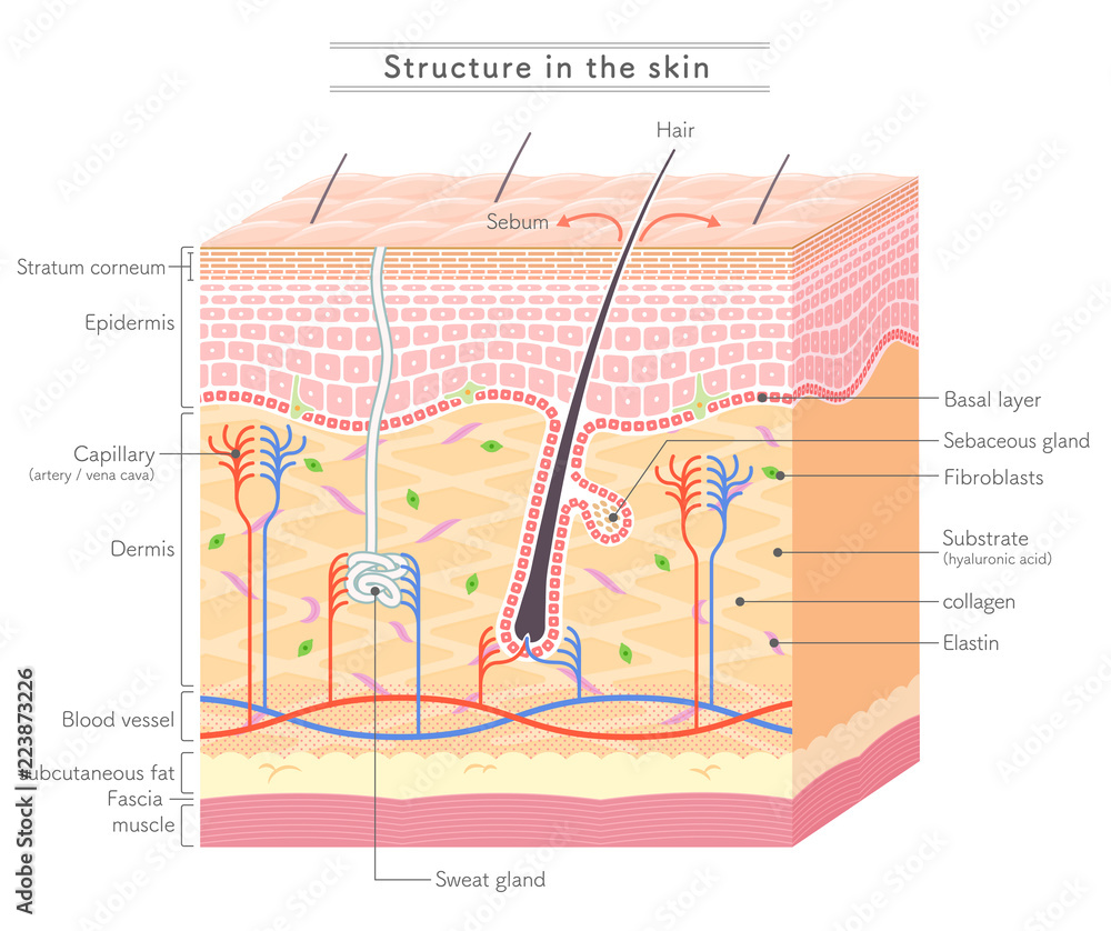 Structure in the skin_English notation Stock Vector | Adobe Stock