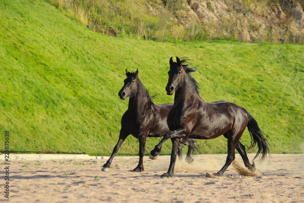 two running black horse frieze Stock Photo | Adobe Stock
