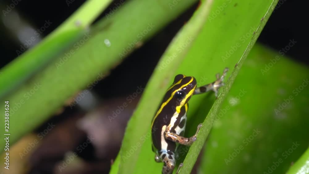 Vidéo Stock Variable Poison Frog (Ranitomeya variablis) on the leaf of ...