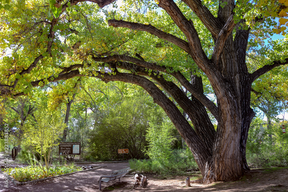 A 100 year old southern Live Oak tree is an evergreen tree, it's large ...