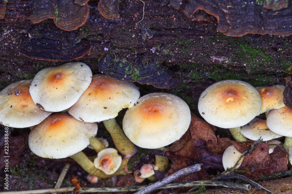 Close up Macro of common UK woodland mushrooms Stock Photo | Adobe Stock
