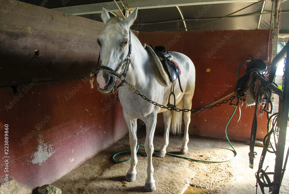 cavallo sellato nella stalla Stock Photo | Adobe Stock