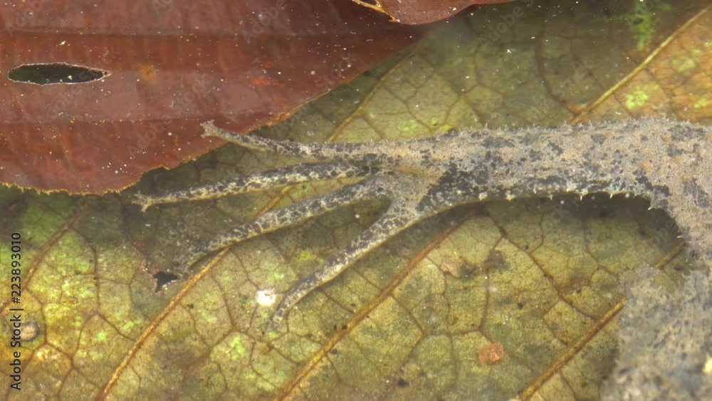 Suriname Toad (Pipa pipa). In a shallow pond in the Ecuadorian Amazon ...