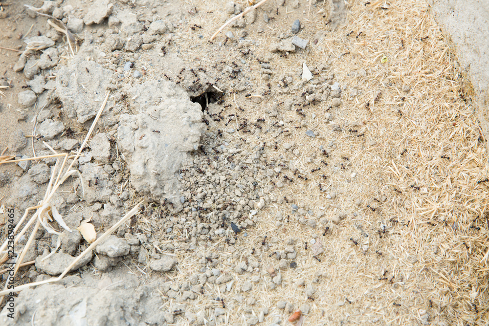 Black ants in desert near an anthill . Sugar ants gather around the ...