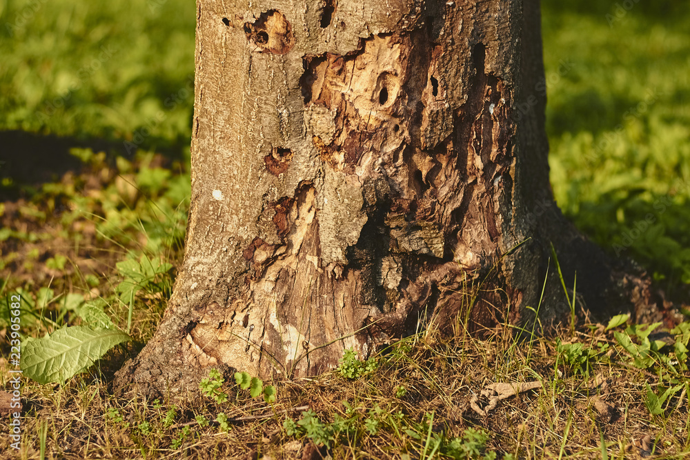 Tree damaged by termite insect pest. Carpenter ants, powderpost beetles ...
