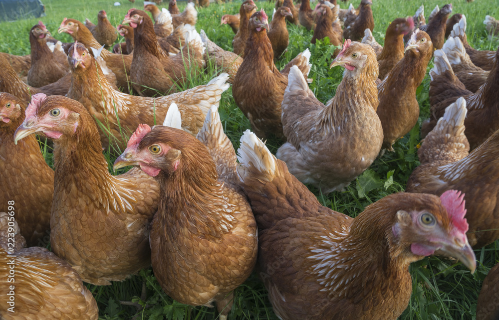 happy and healthy chickens, living in a mobile chicken home for organic ...