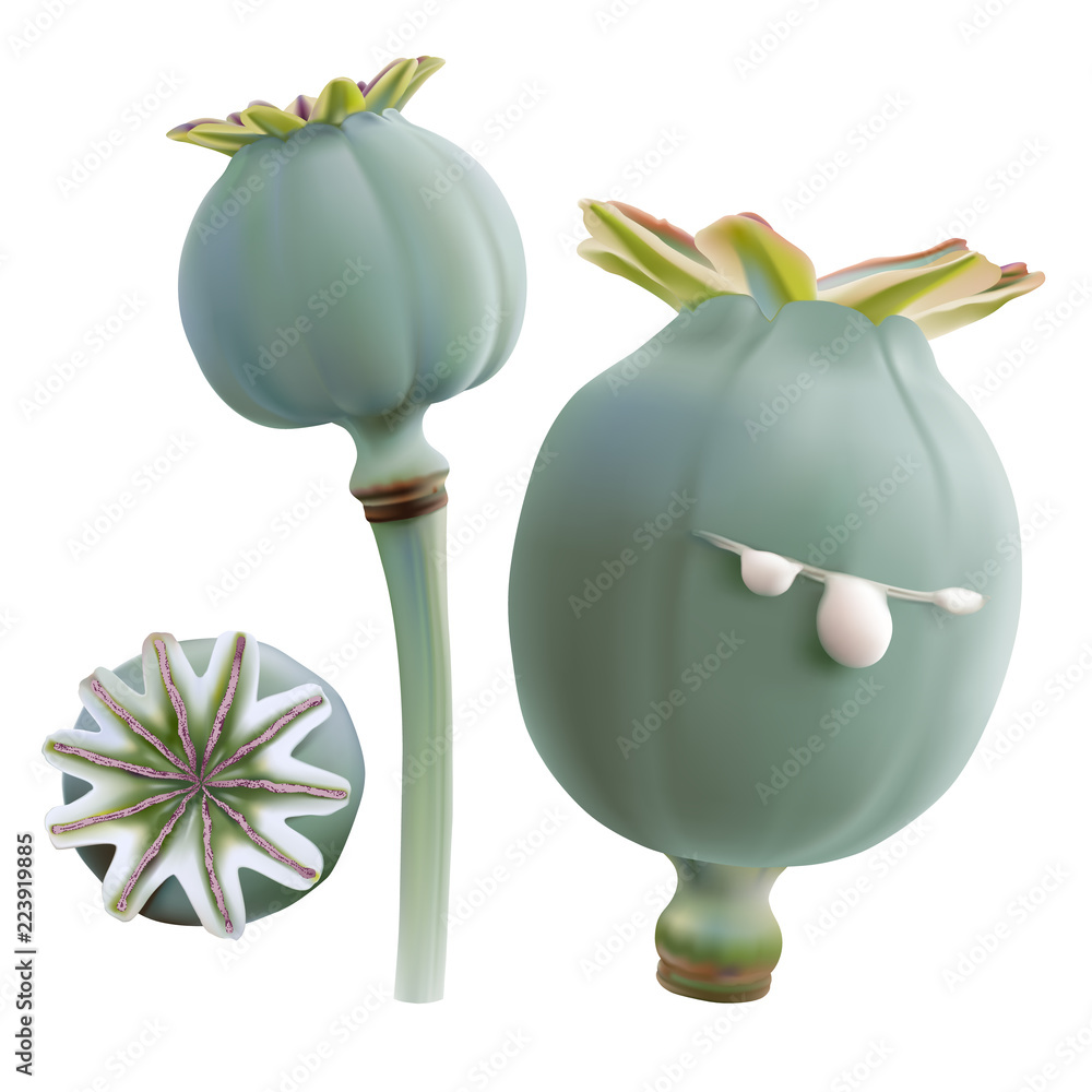 Opium poppy, Papaver somniferum. Hand drawn realistic vector ...