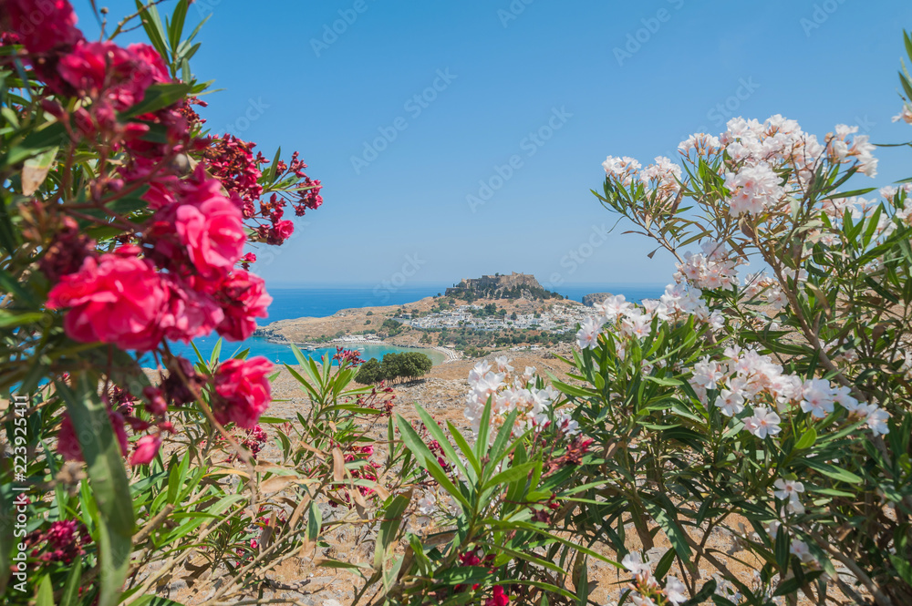 National Flower Of Rhodes Greece | Best Flower Site