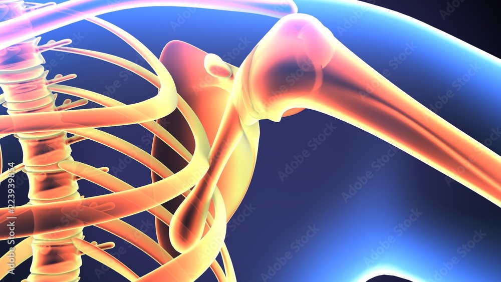 Baby Shoulder Joint Anatomy Pain concept with Circulatory.3d ...
