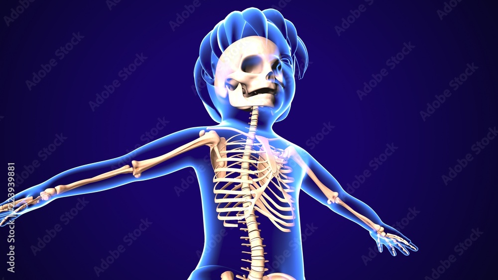 3d illustration of baby skeleton anatomy Stock Illustration | Adobe Stock