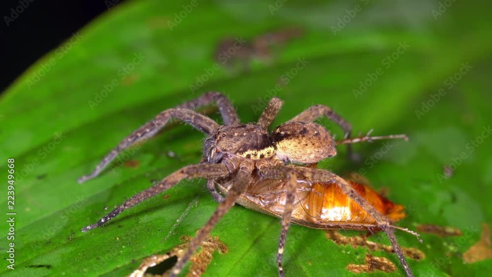 Wandering spider (family Ctenidae) eating a cockroach at night in the ...