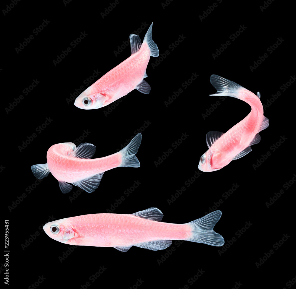 Pink Zebra Fish
