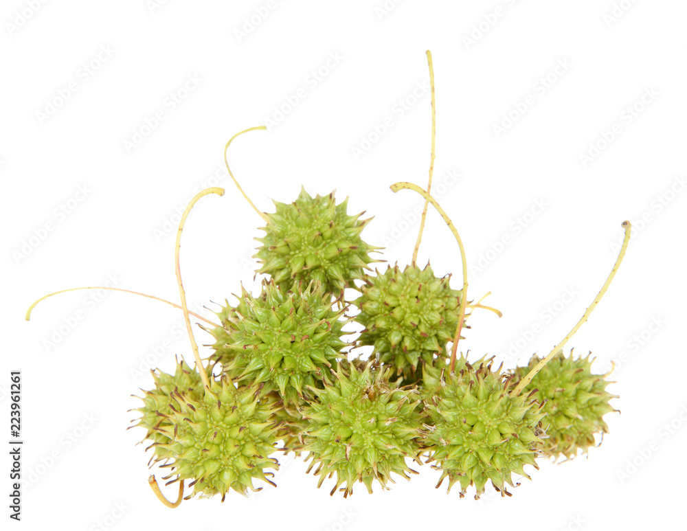 Pile of green Sweet gum tree seed pod from Liquidambar styraciflua ...