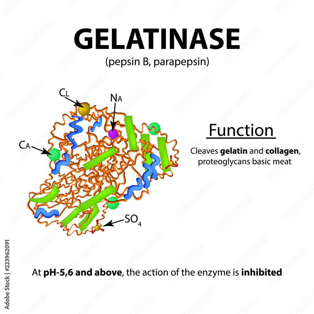 Gelatinase is a molecular chemical formula. Functions. Enzyme of the ...