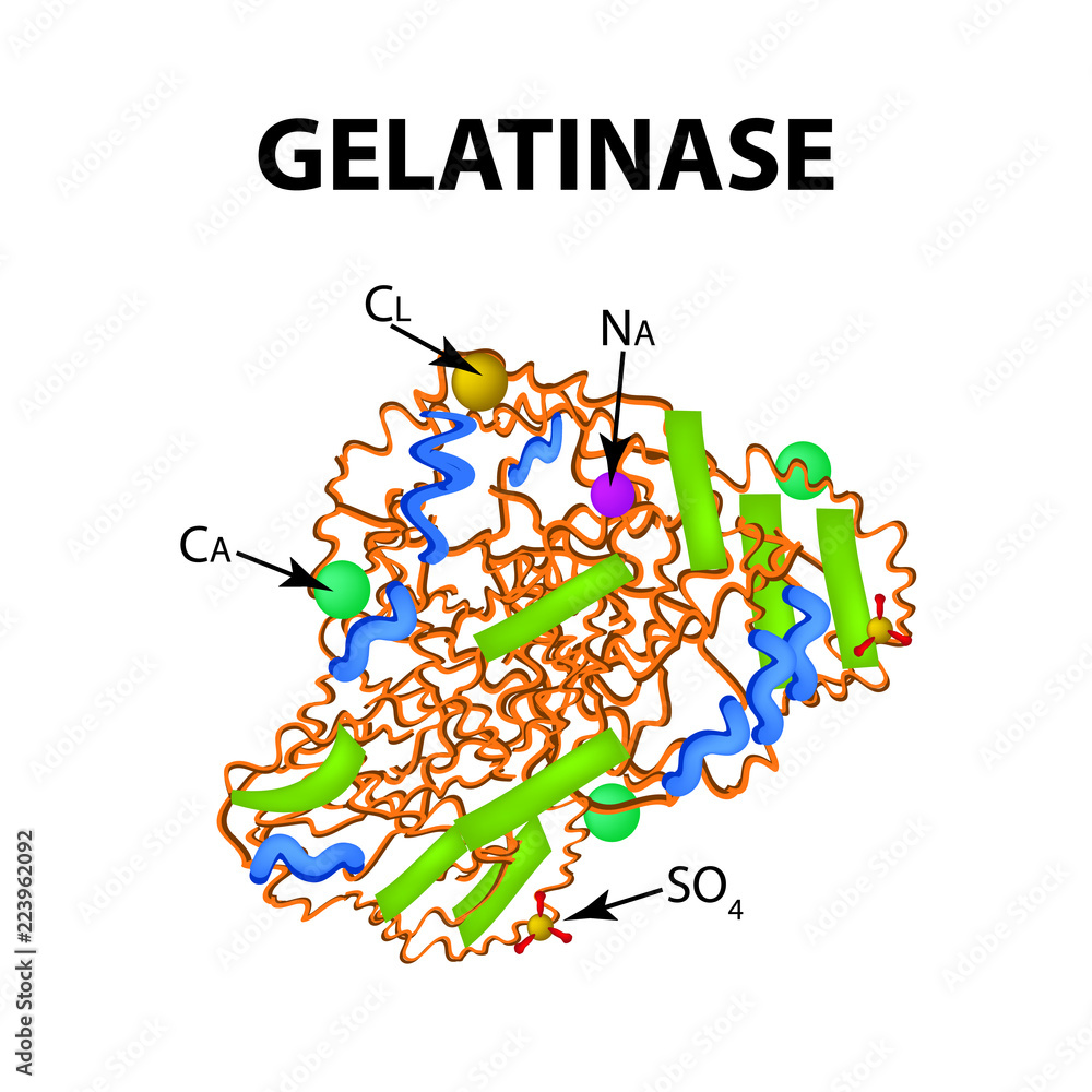 Gelatinase is a molecular chemical formula. Enzyme of the stomach ...