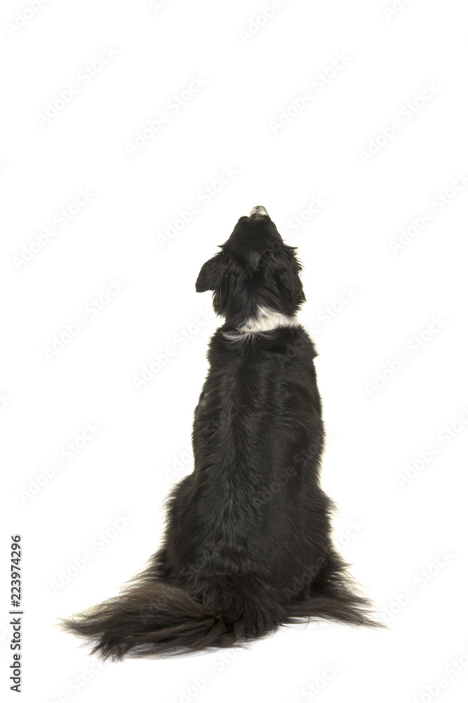 Border collie dog looking up seen from the back side isolated on a ...