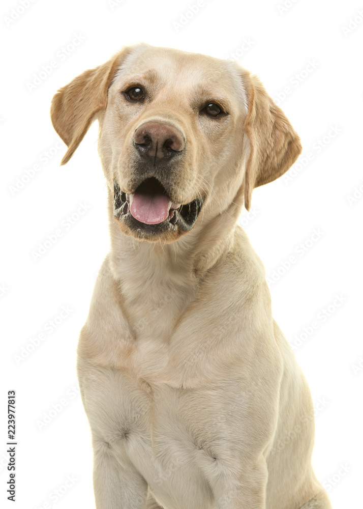 Portrait of a blond labrador retriever dog looking at the camera with ...
