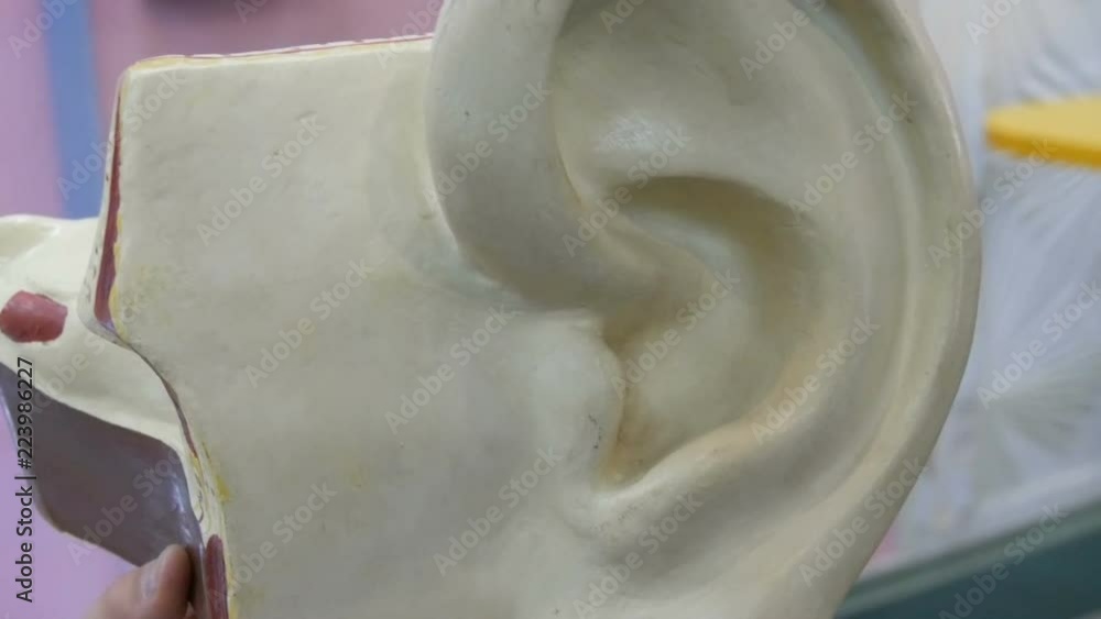 Toy model of the anatomical structure of the human ear. Artificial mock ...