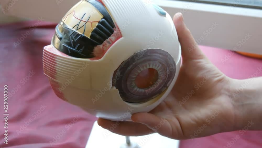 Teenager holds in his hand a toy model of the anatomical structure of ...