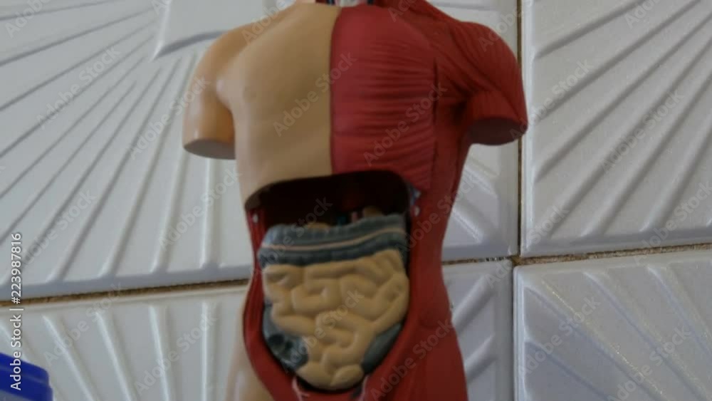 Toy model of the anatomical structure of the human body. Artificial ...