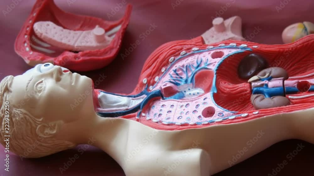 Toy model of the anatomical structure of the human body. The hands of a ...