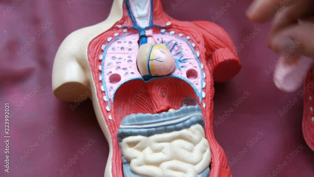 Toy model of the anatomical structure of the human body. The hands of a ...