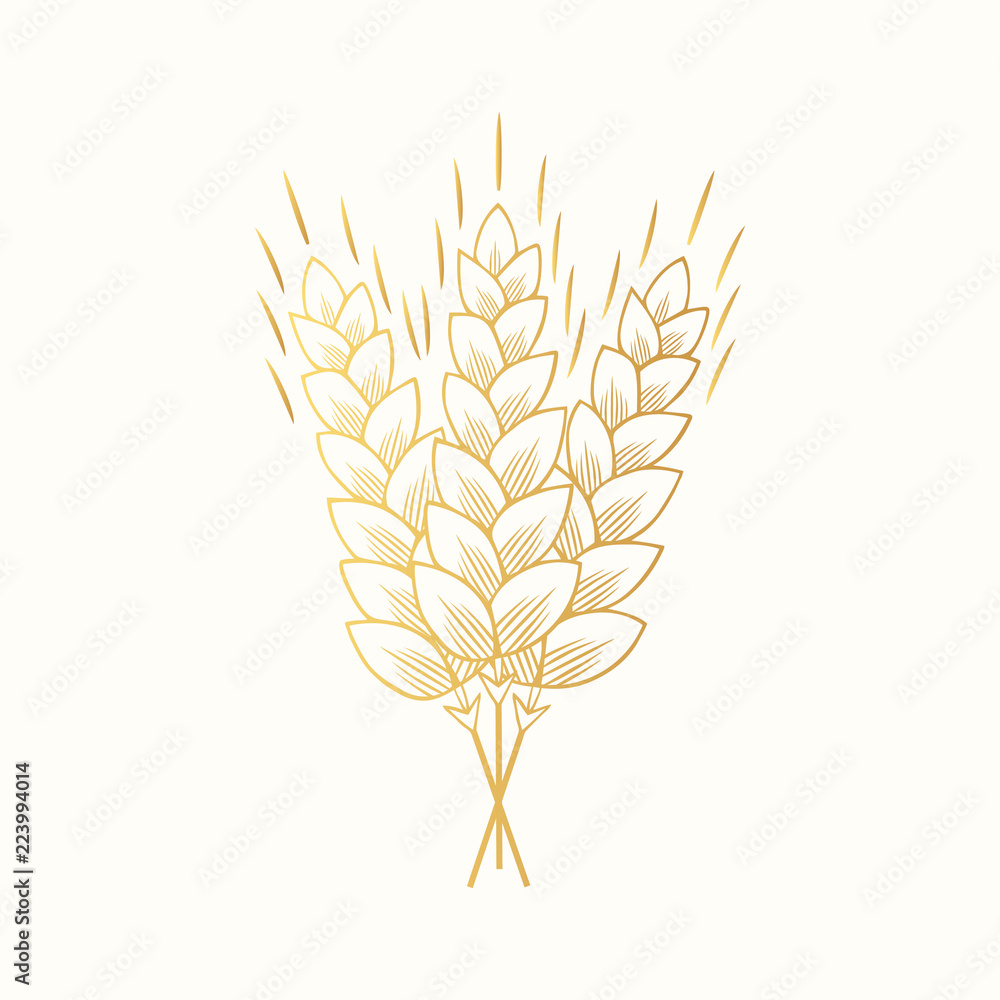 Barley Illustration