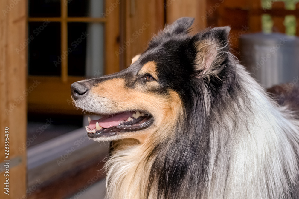 Nice portrait of a Scottish (or Scotch, Rough) Collie. The Scotch ...