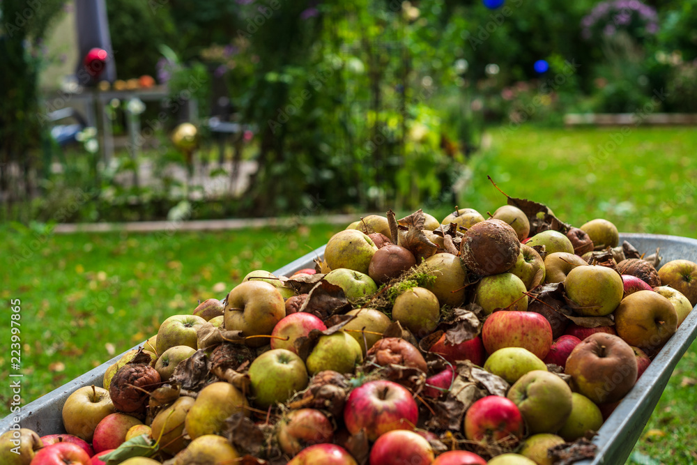 Natur, Obst, Äpfel, Apfelernte, Fallobst, bunte, knackige Äfpfel in Schubkarre Stock Photo ...