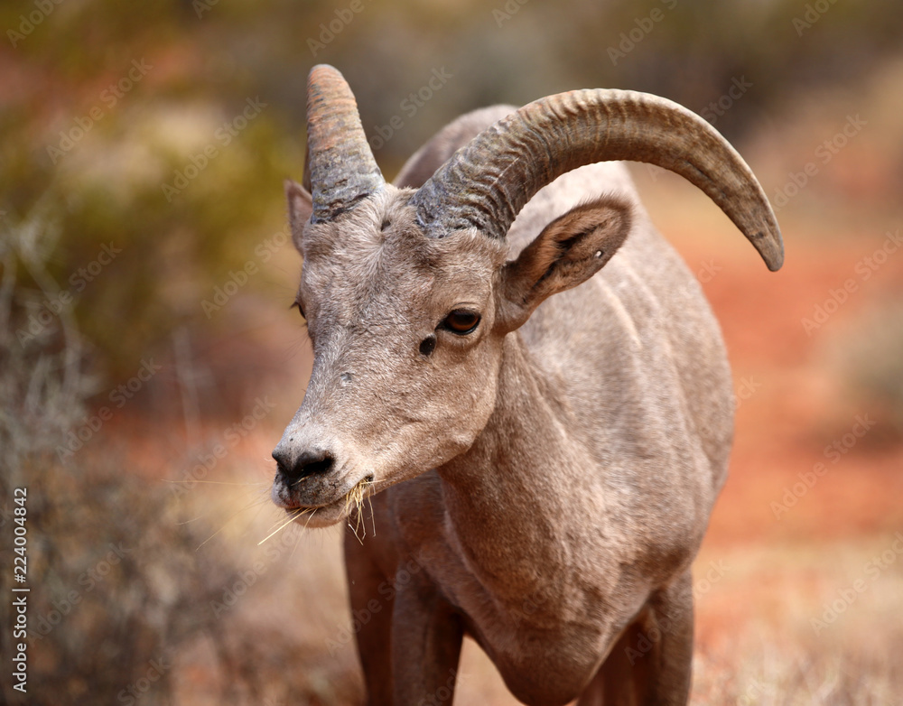 Desert Bighorn Sheep Female