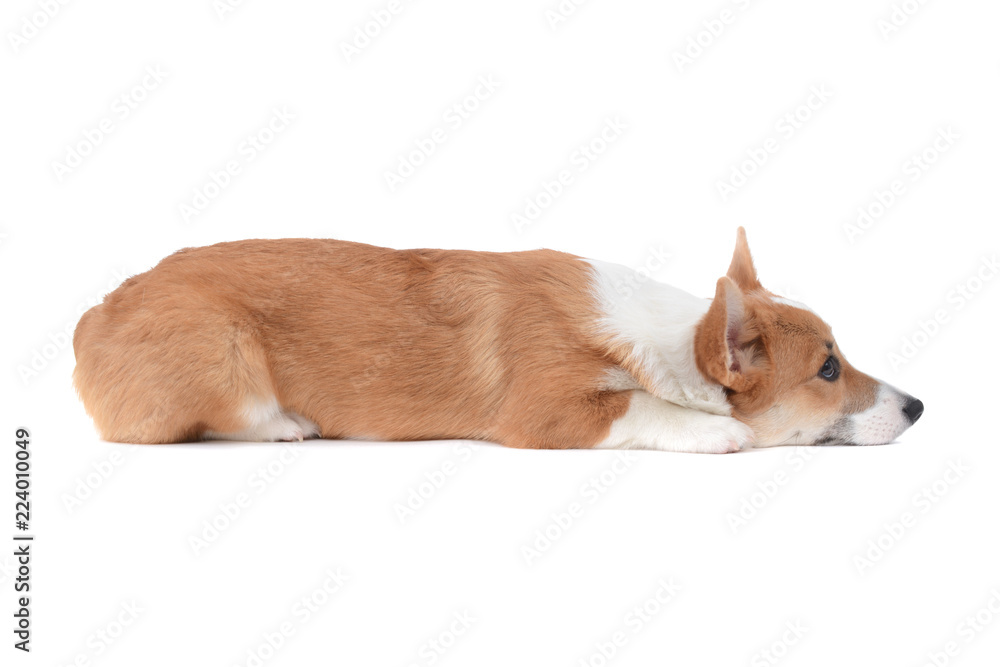 tired Pembroke welsh corgi puppy at rest isolated white background ...